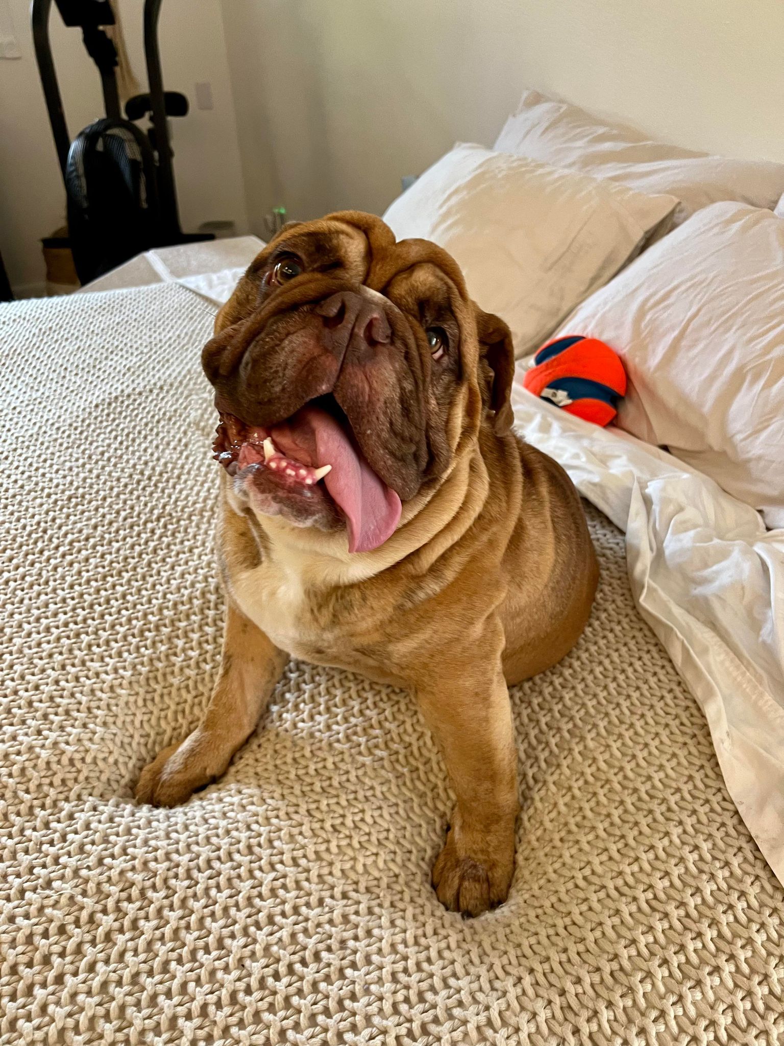 Remy - Austin Bulldog Rescue