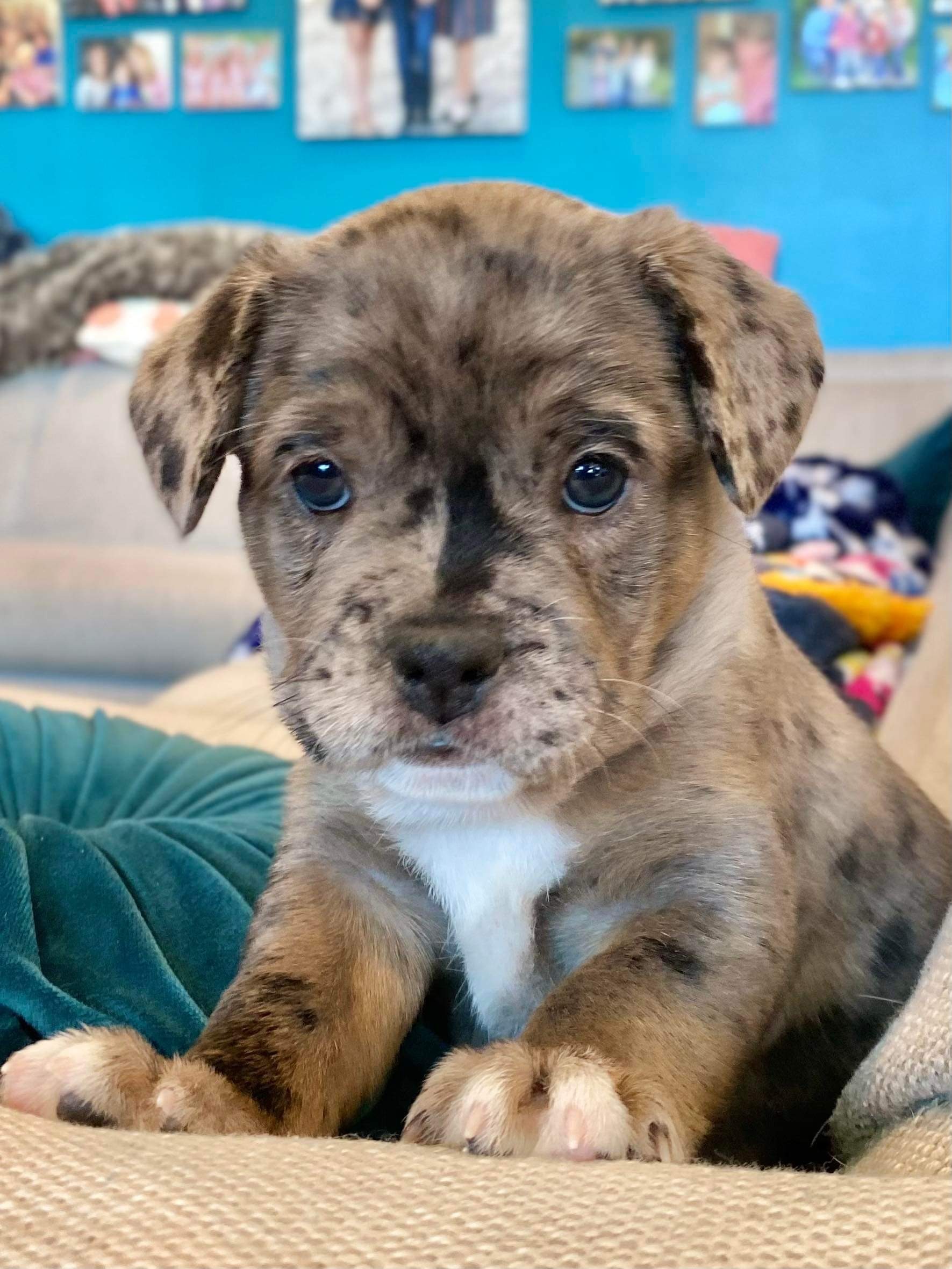 Jupiter - Austin Bulldog Rescue