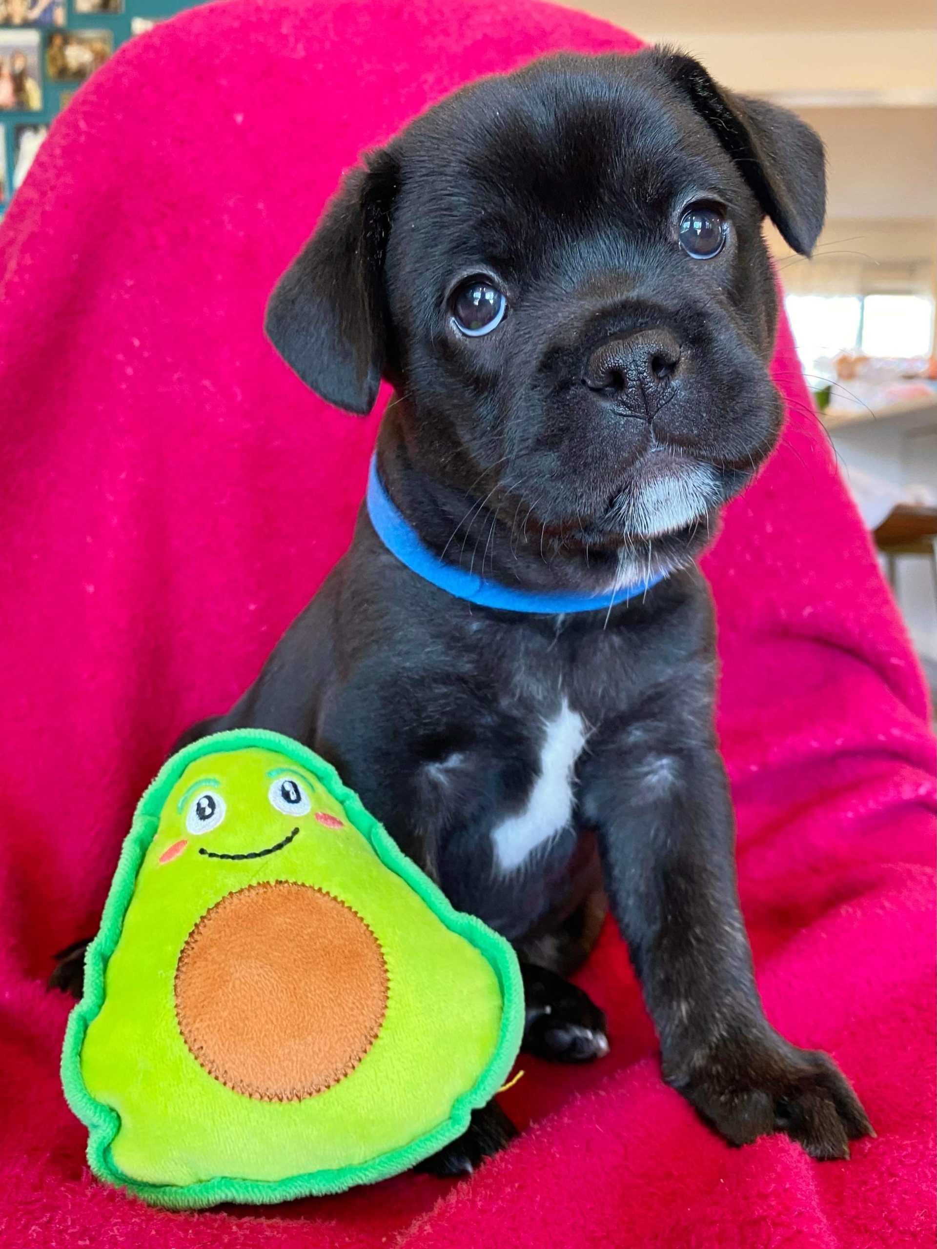 Pluto - Austin Bulldog Rescue