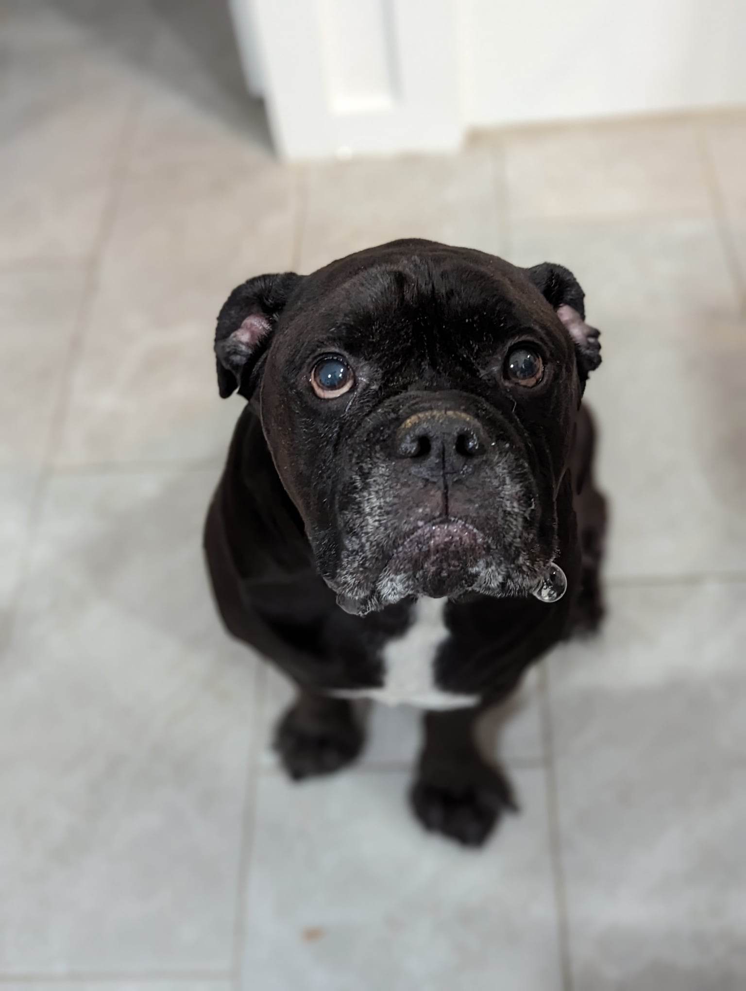 Panther - Austin Bulldog Rescue