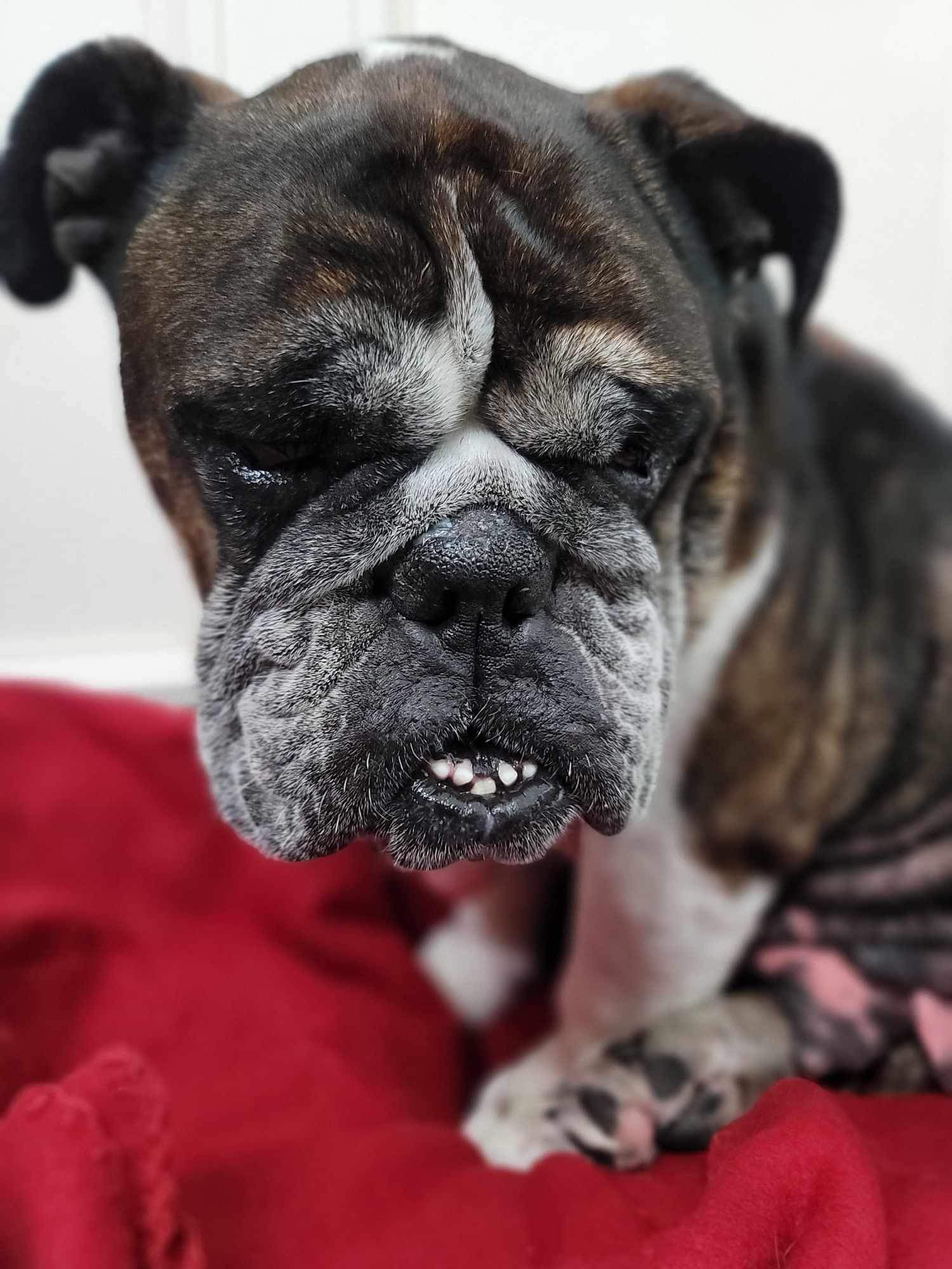 Allegra - Austin Bulldog Rescue