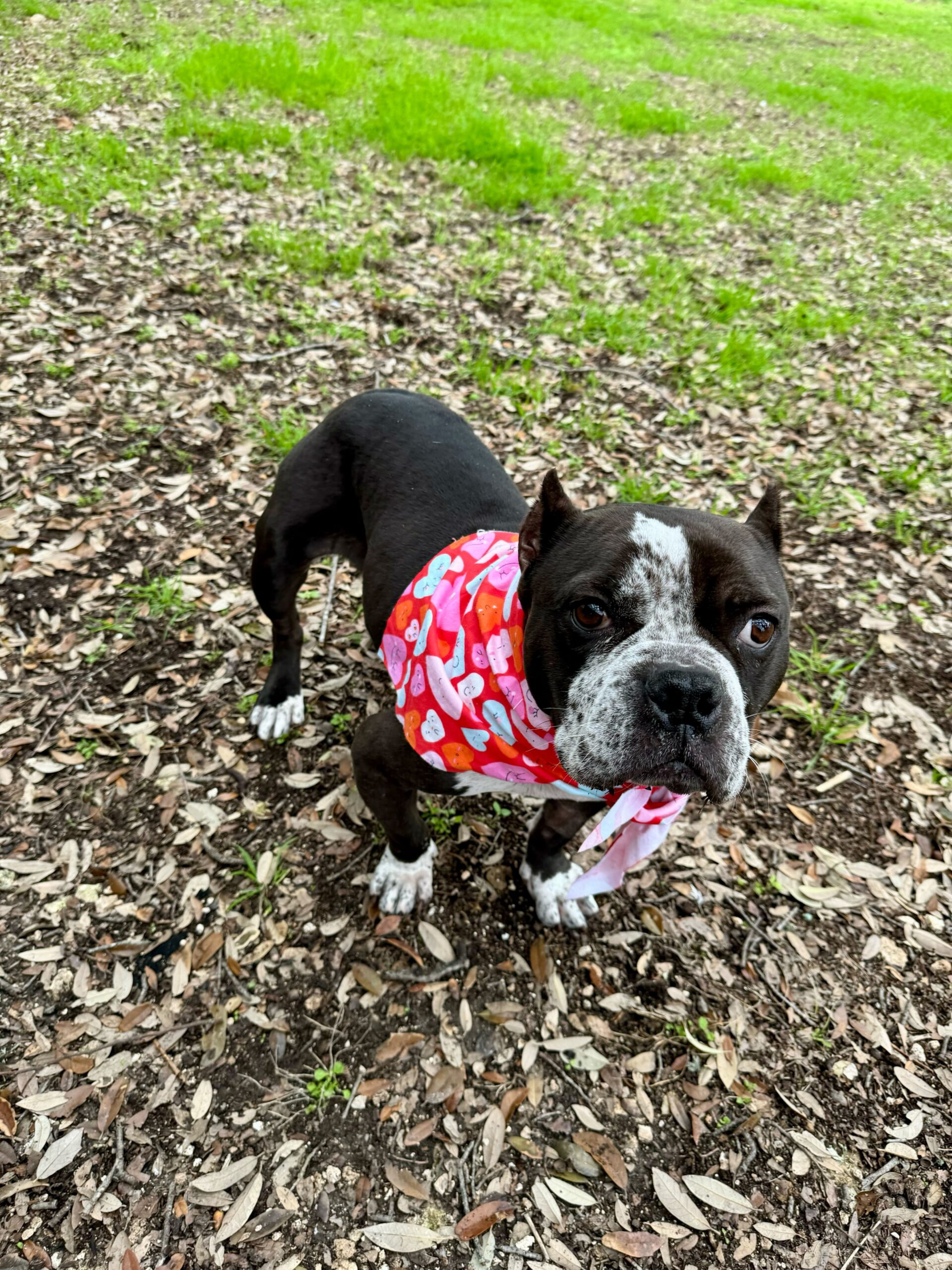 Smoochie - Austin Bulldog Rescue