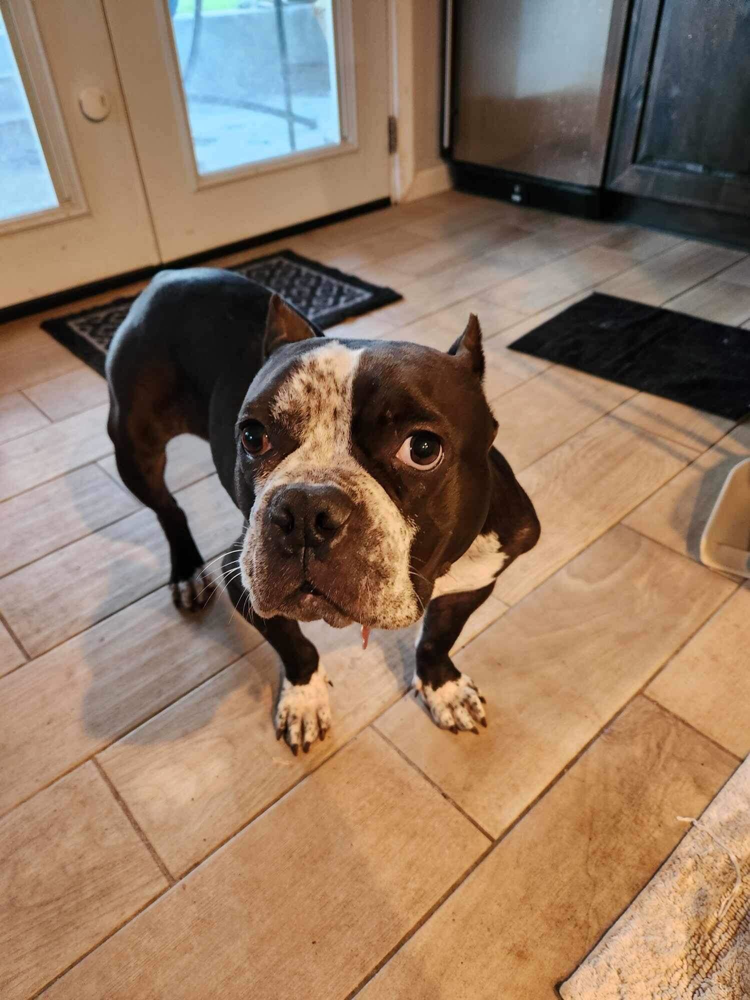 Smoochie - Austin Bulldog Rescue