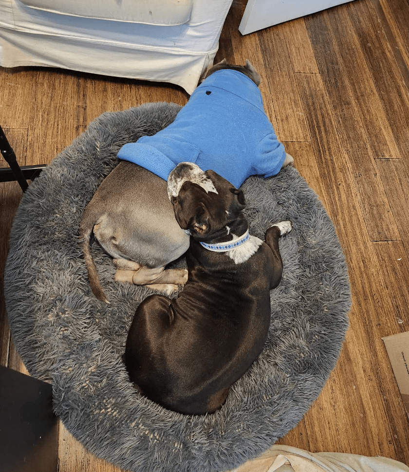 Smoochie - Austin Bulldog Rescue