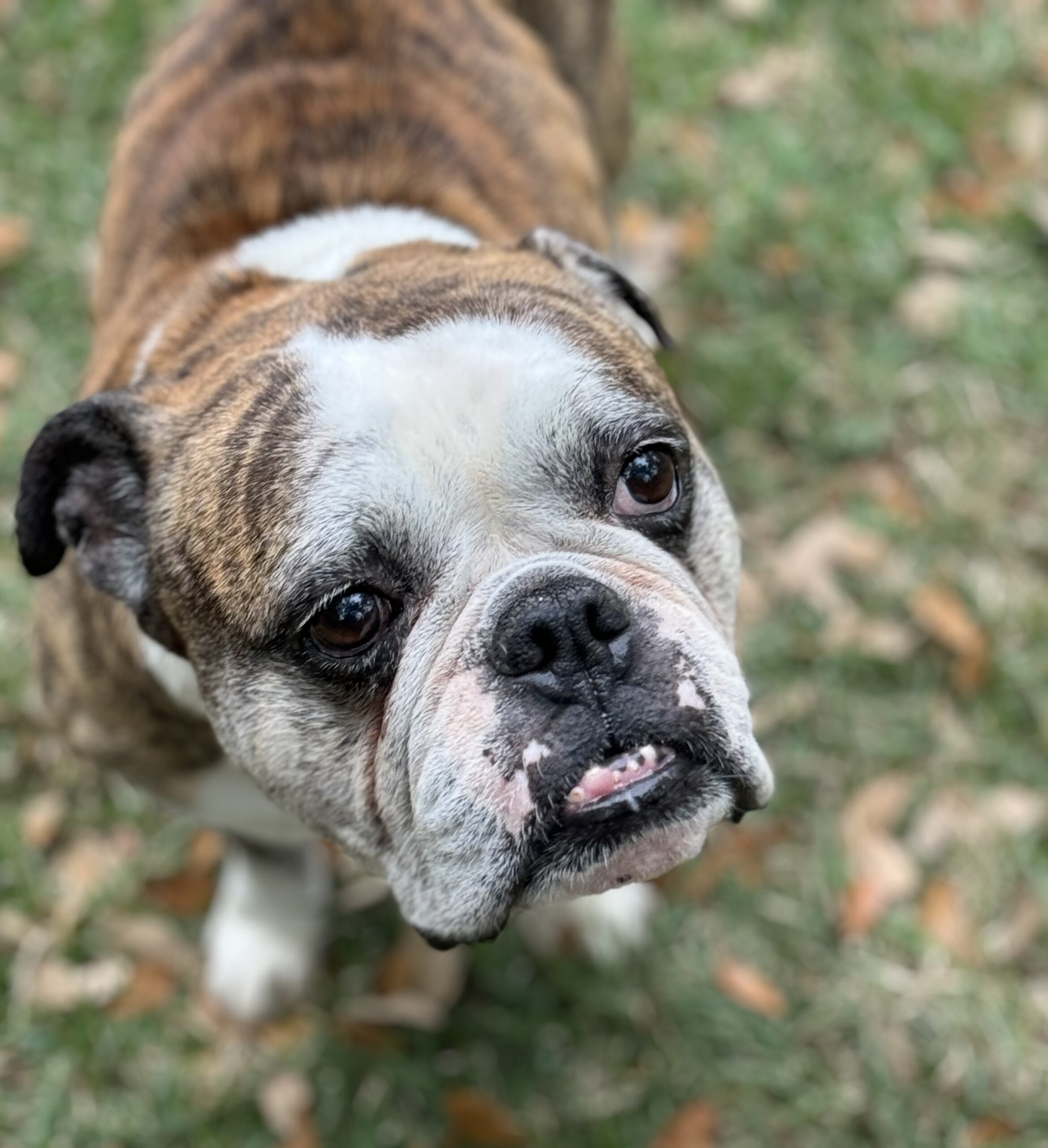 Hemsworth - Austin Bulldog Rescue