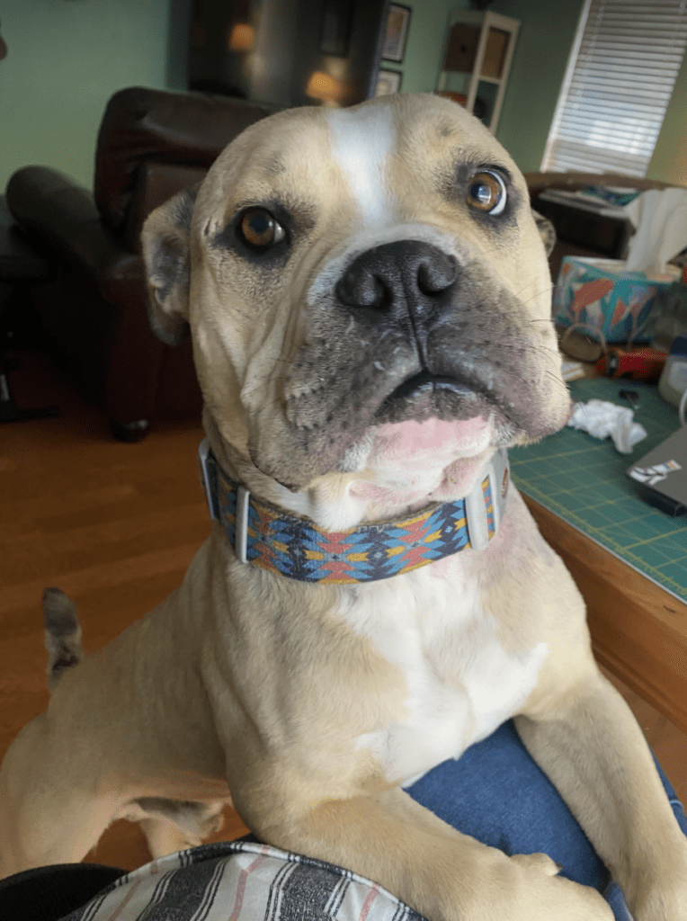 Brady - Austin Bulldog Rescue