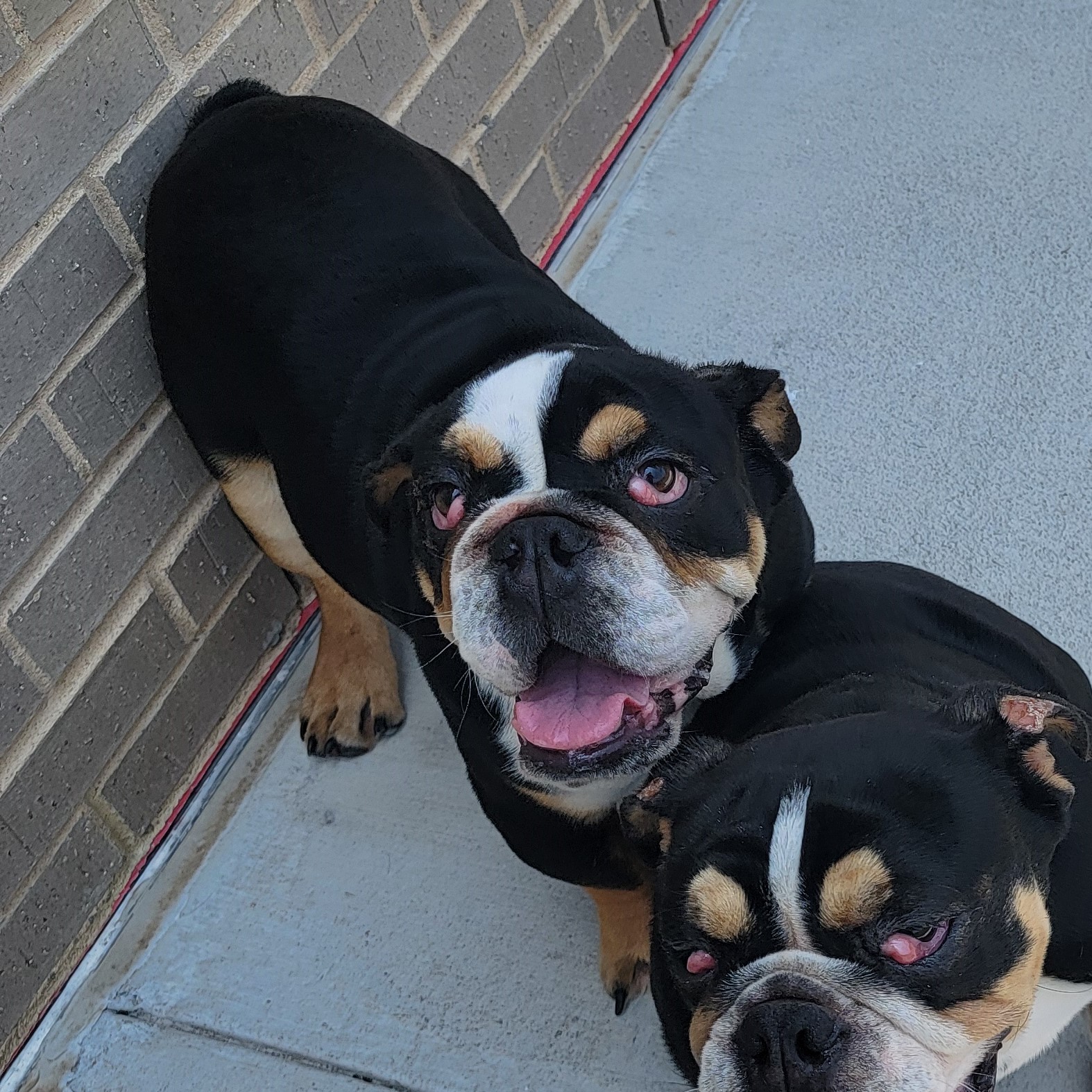 Jerry - Austin Bulldog Rescue