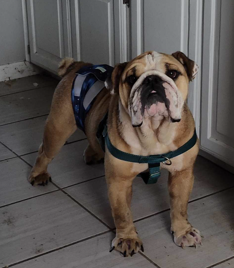 Rupert - Austin Bulldog Rescue