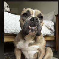 Available Dogs - Austin Bulldog Rescue