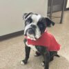 Available Dogs - Austin Bulldog Rescue