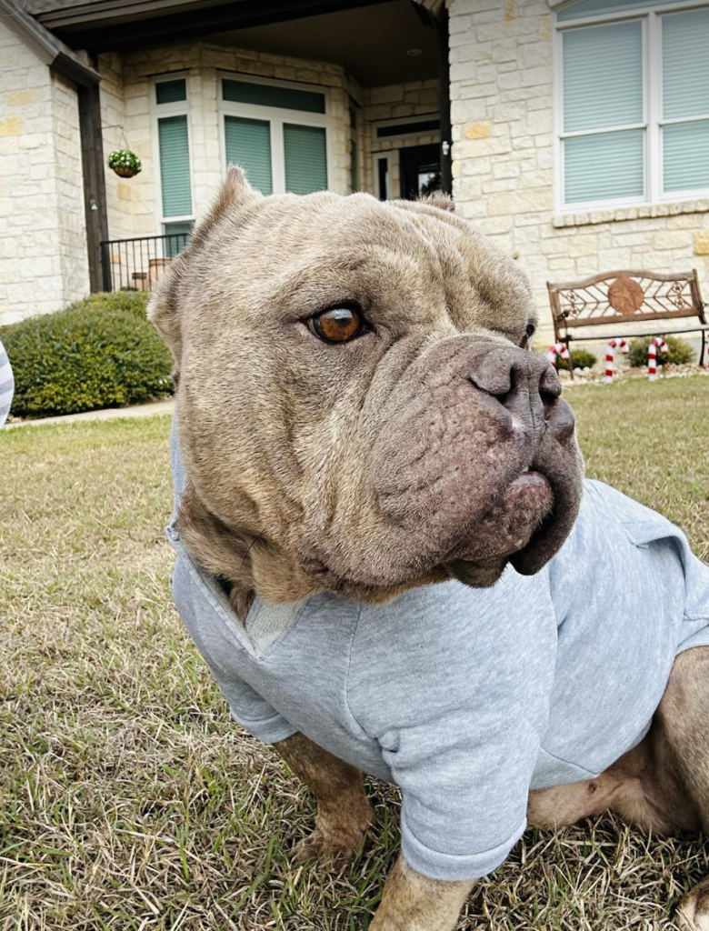 Barry Hamsome - Austin Bulldog Rescue
