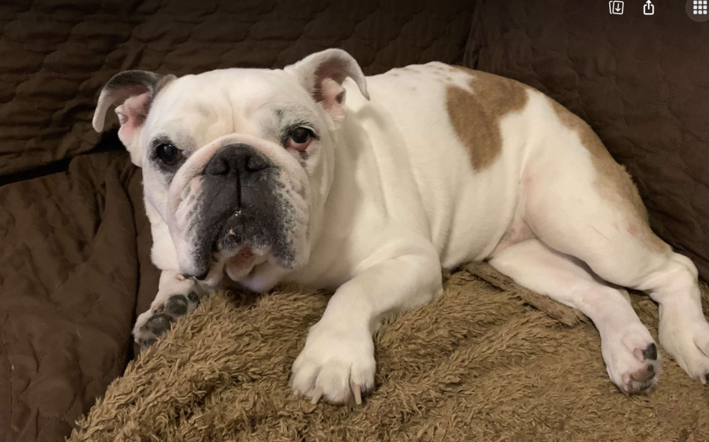 Libby - Austin Bulldog Rescue
