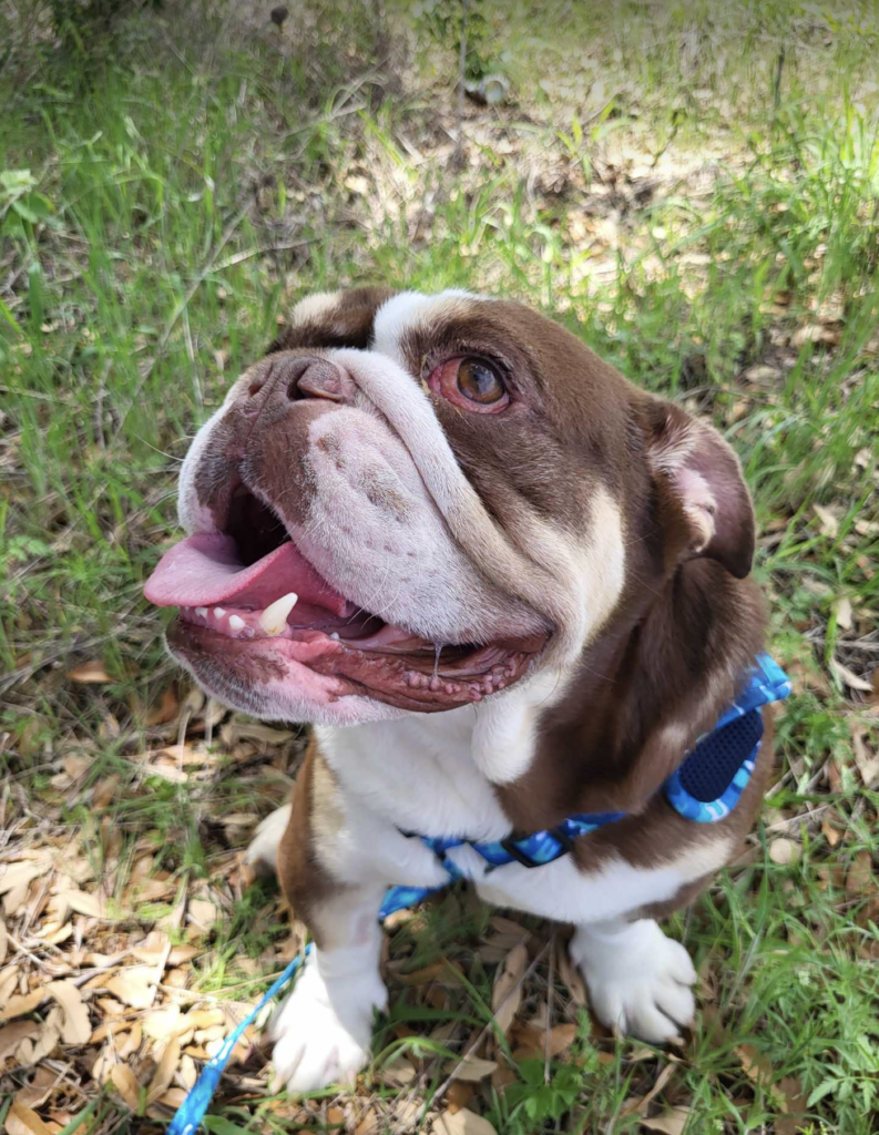 Gary - Austin Bulldog Rescue