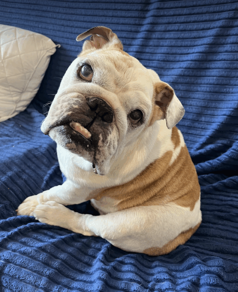 Churchill - Austin Bulldog Rescue