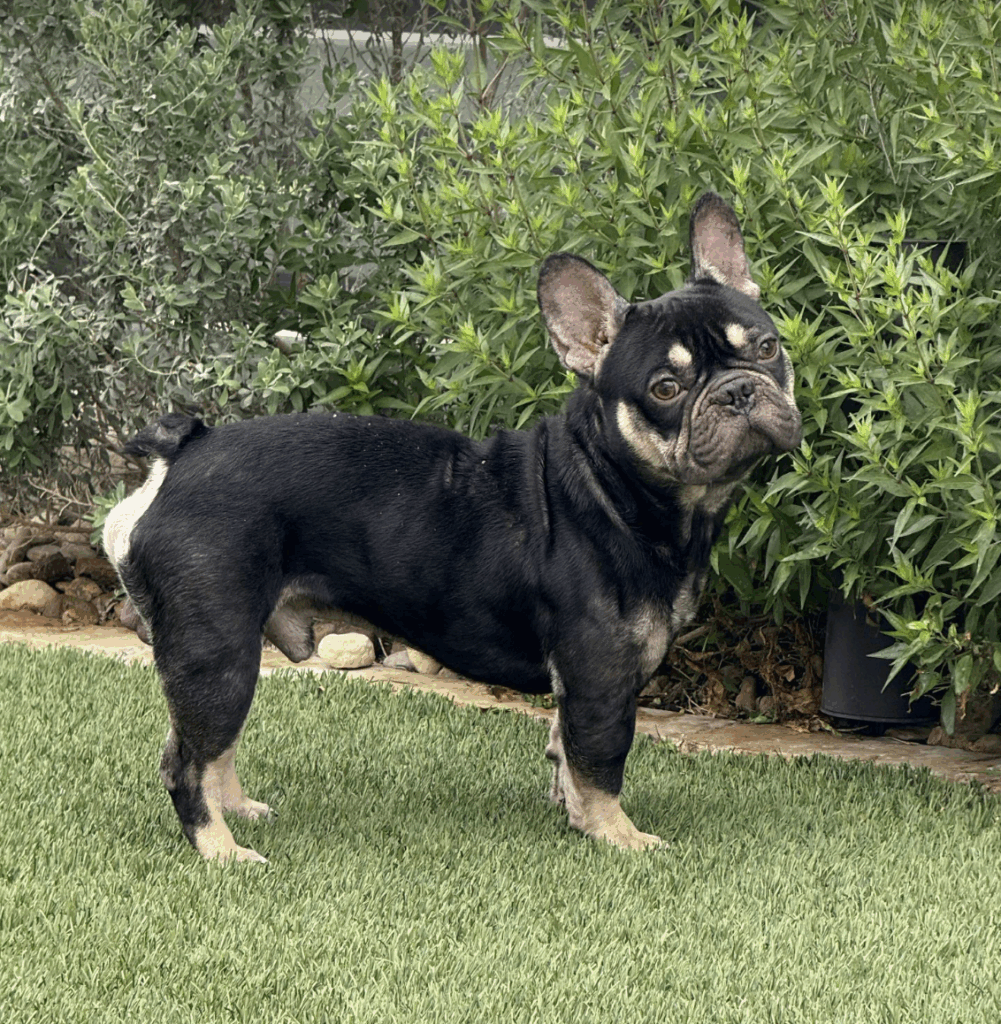 Rodney - Austin Bulldog Rescue