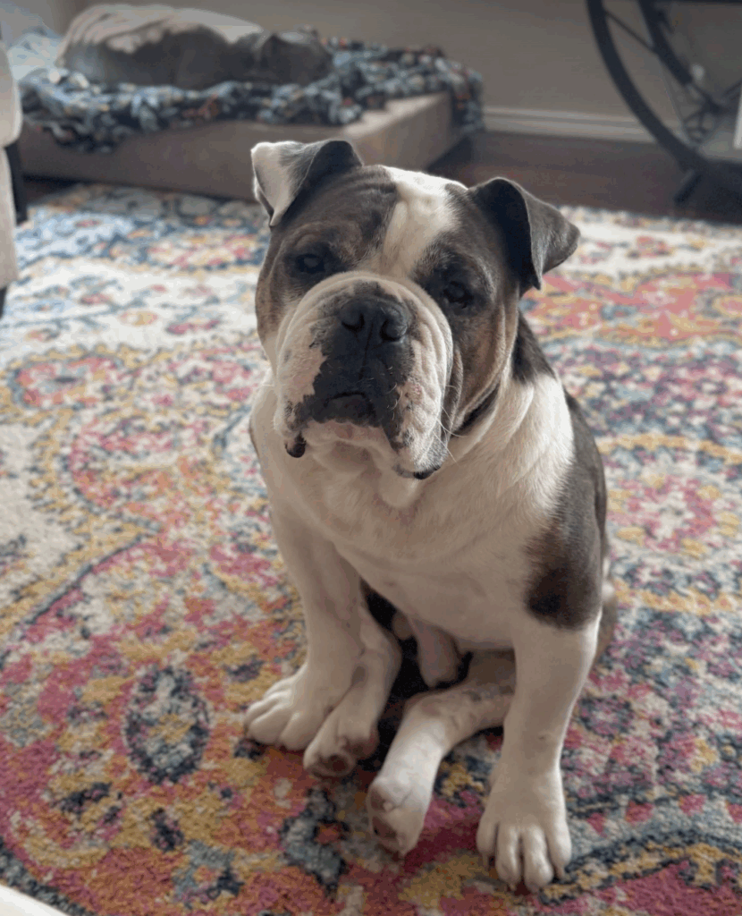 Hal - Austin Bulldog Rescue