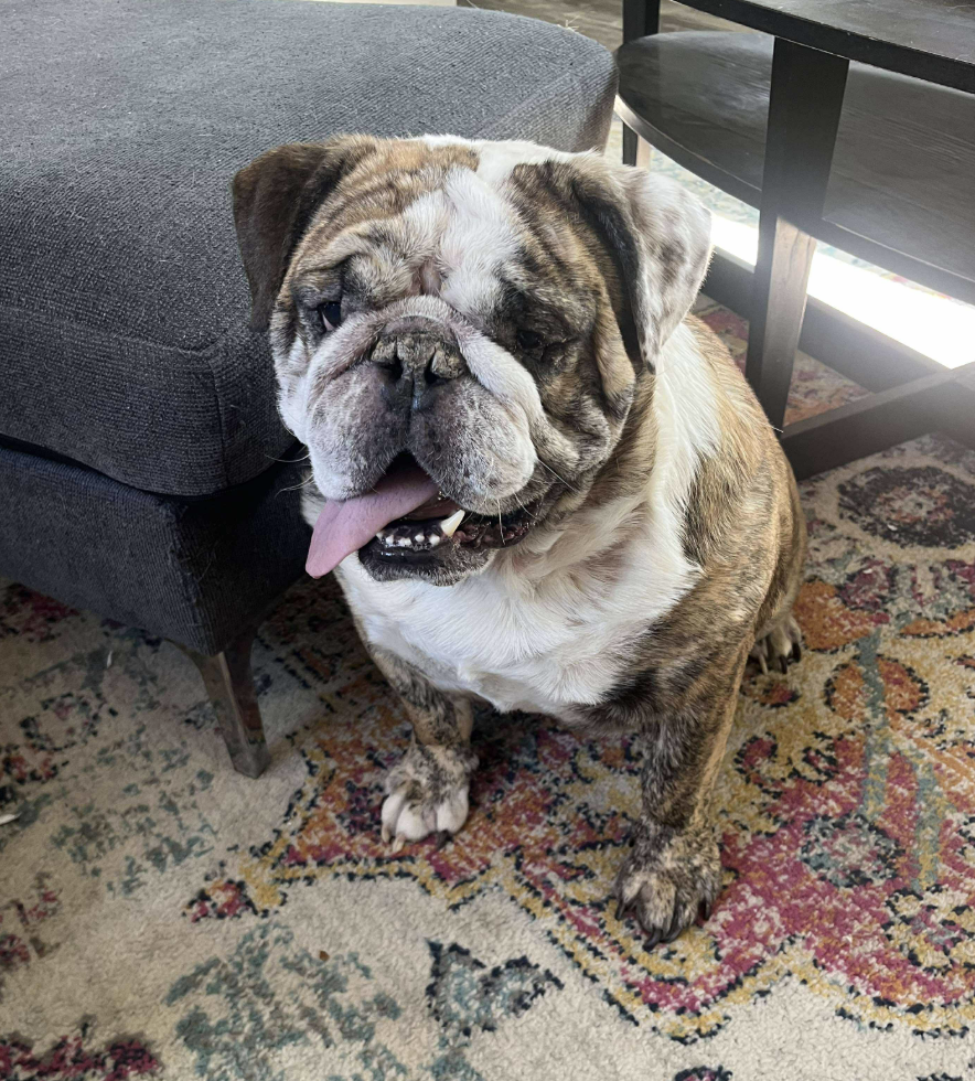 Dozer - Austin Bulldog Rescue