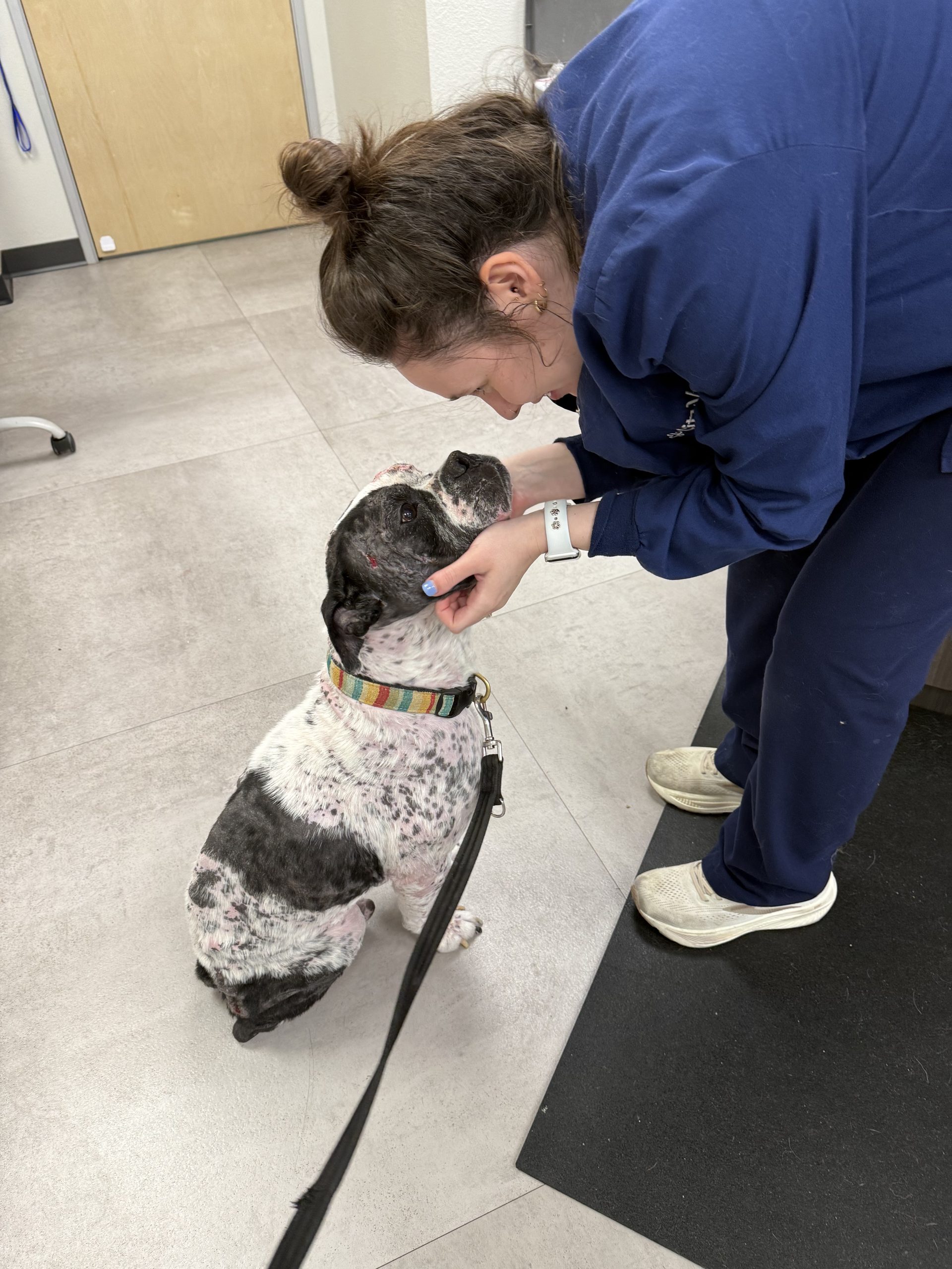 John John - Austin Bulldog Rescue